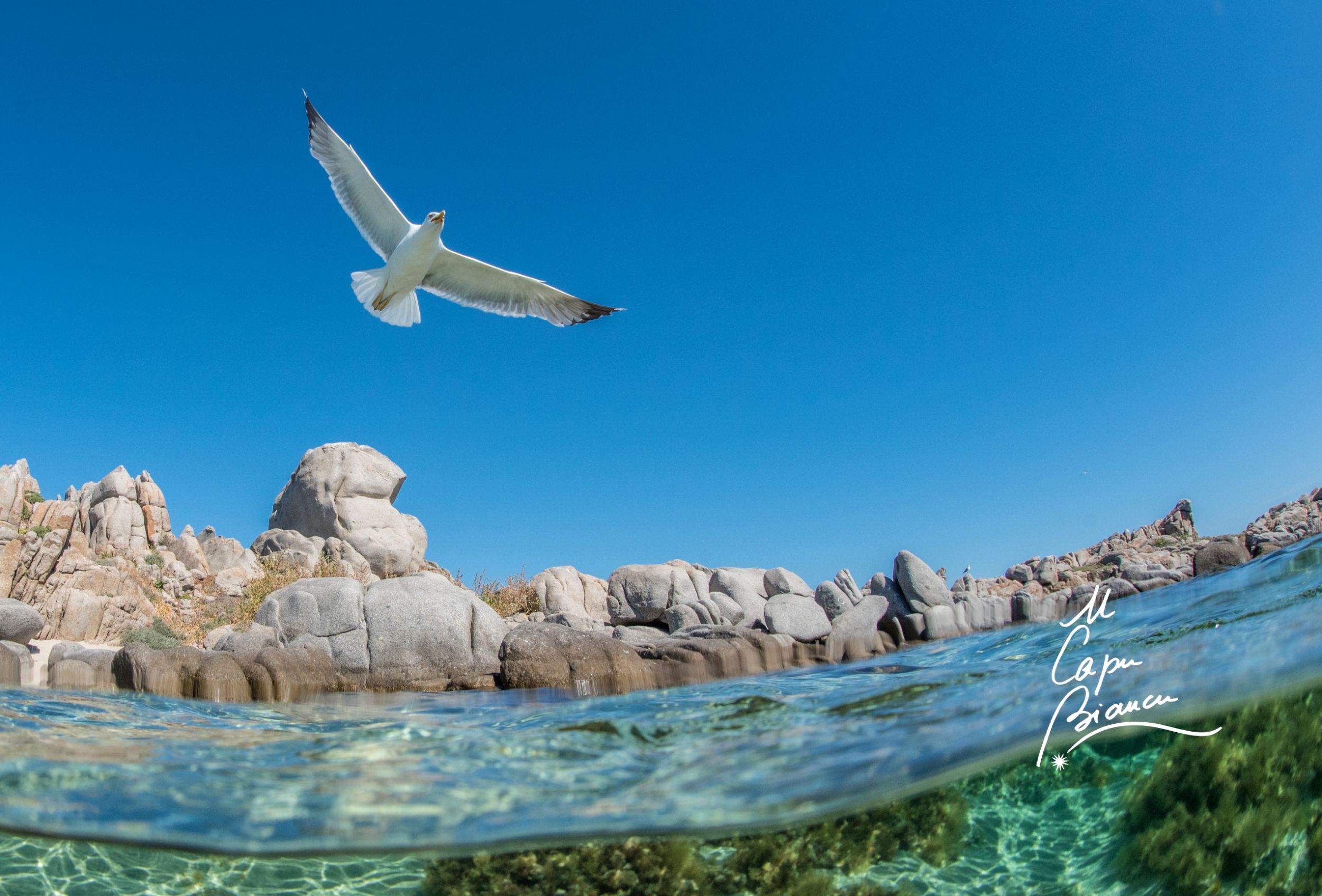 The island of Corsica, the island of life in all its forms